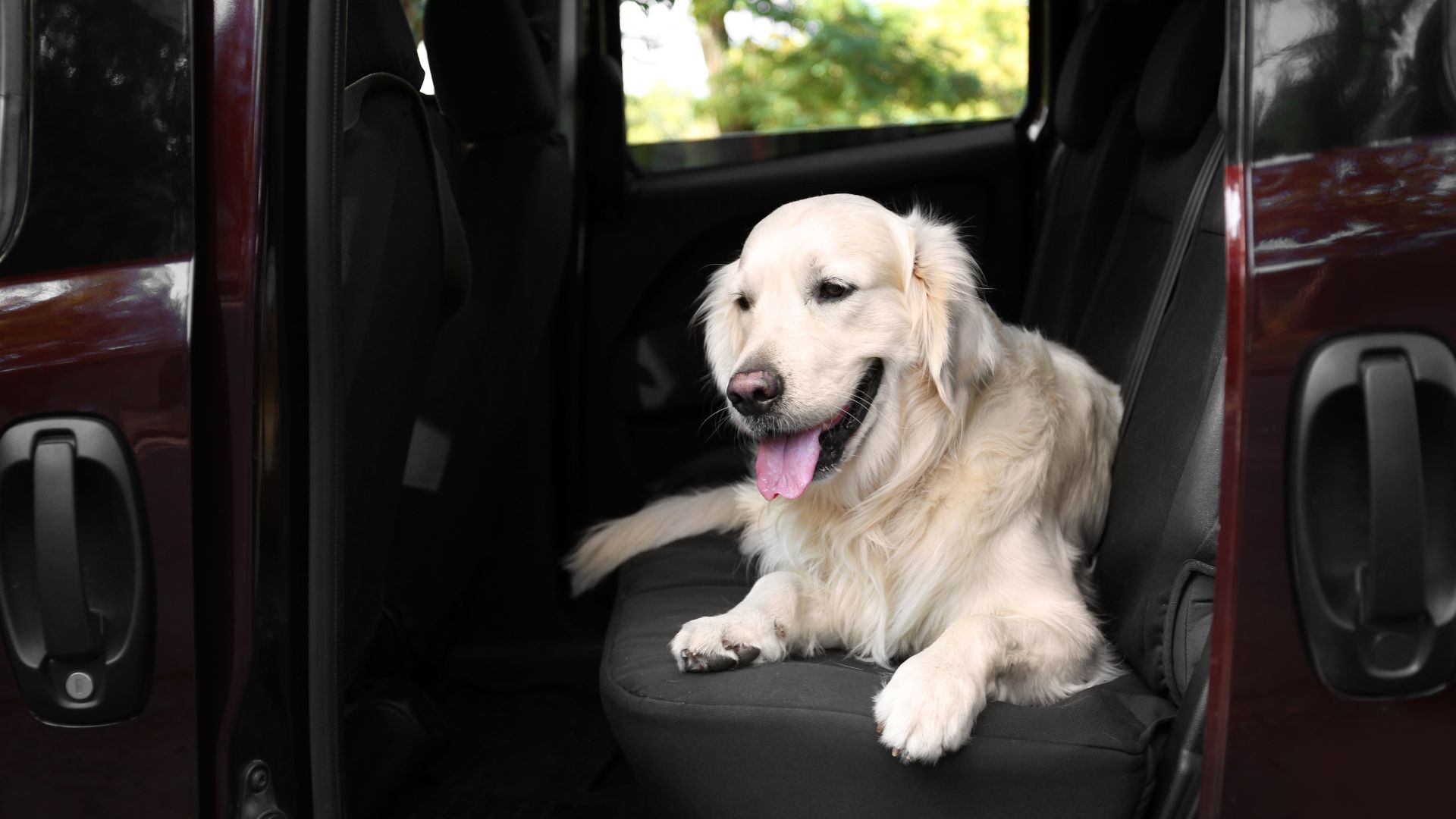 Hund fährt nicht gerne Auto? So wird die Autofahrt zum Vergnügen ...