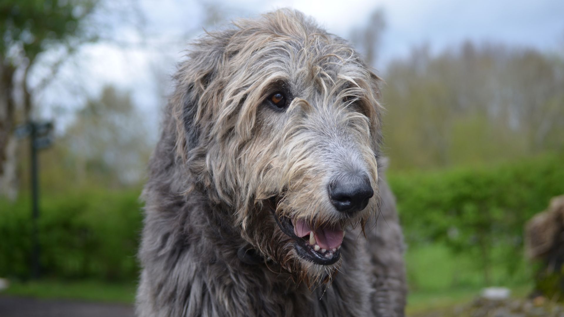 Irland Hund Einreise